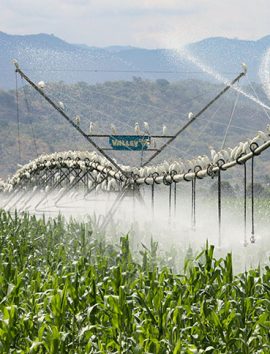 Uganda, Omer Farm – reap